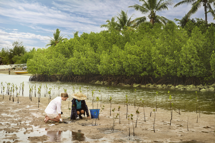 Environment_Mangrove Planting with Fiji Marriott Resort Momi Bay ...